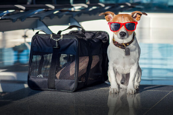Travel Inspira Luggage Scale Review: Accurate, Portable, and Travel ...